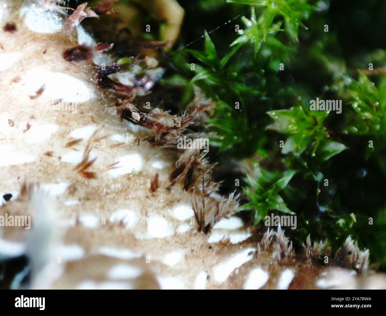 many-fruited pelt lichen (Peltigera polydactylon) Fungi Stock Photo - Alamy