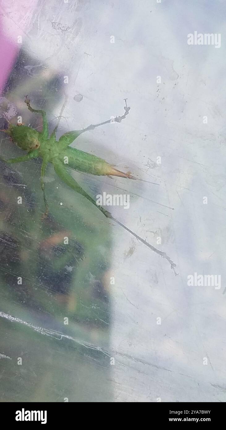 Common Meadow Katydids (Conocephalini) Insecta Stock Photo - Alamy