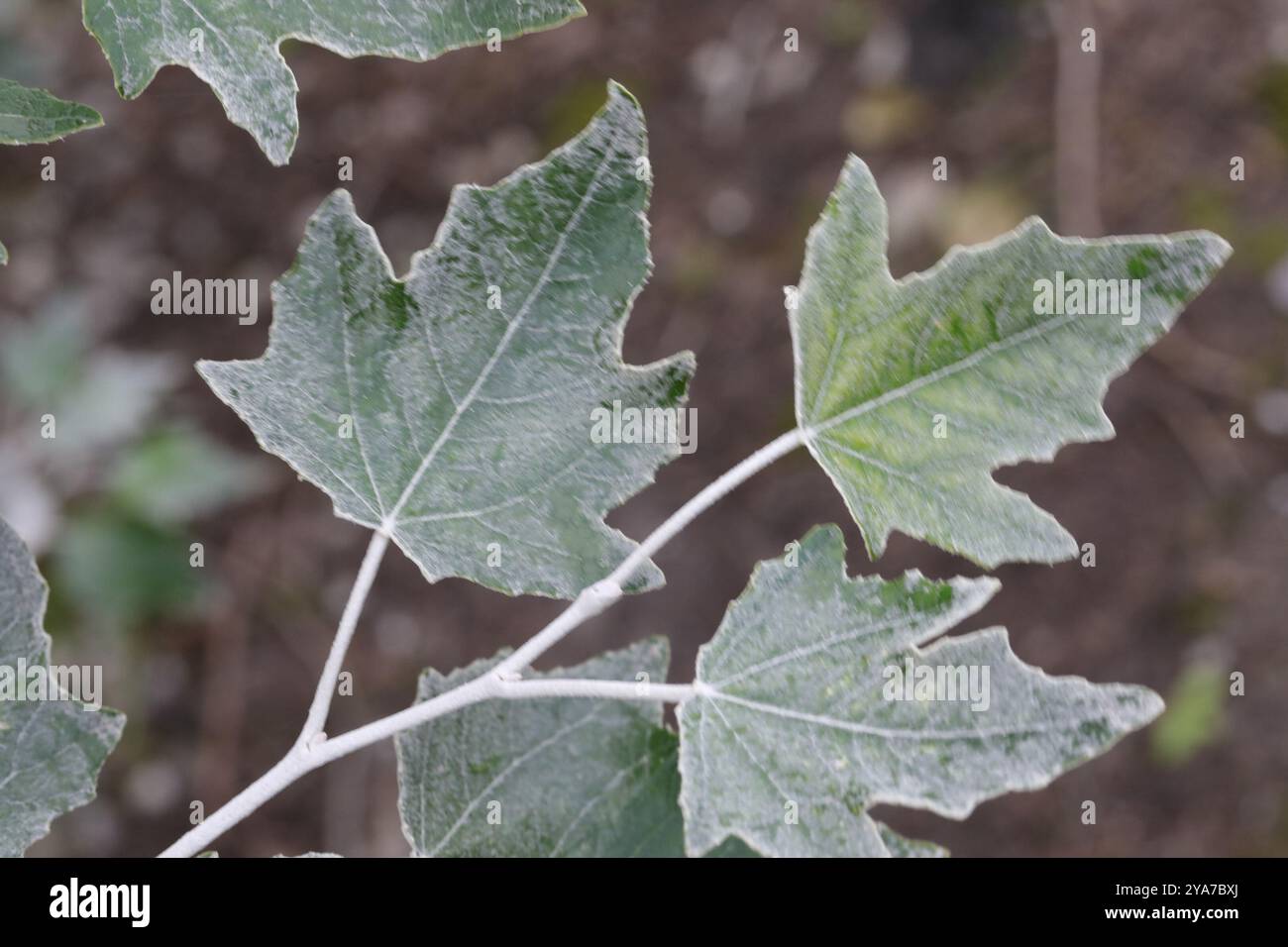 white poplar (Populus alba) Plantae Stock Photo - Alamy