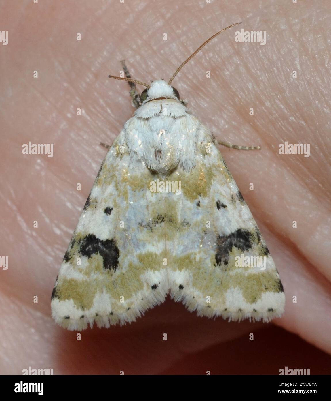 Goldenrod Flower Moth (Schinia nundina) Insecta Stock Photo - Alamy