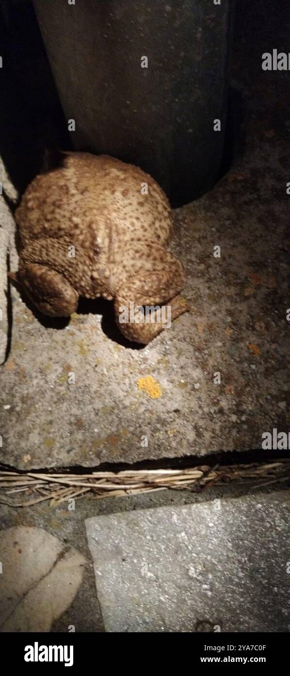 Spiny Toad (Bufo spinosus) Amphibia Stock Photo - Alamy