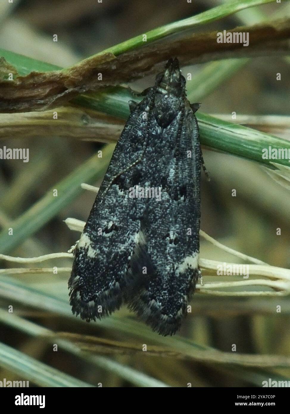 lichen crest (Dichomeris alacella) Insecta Stock Photo - Alamy