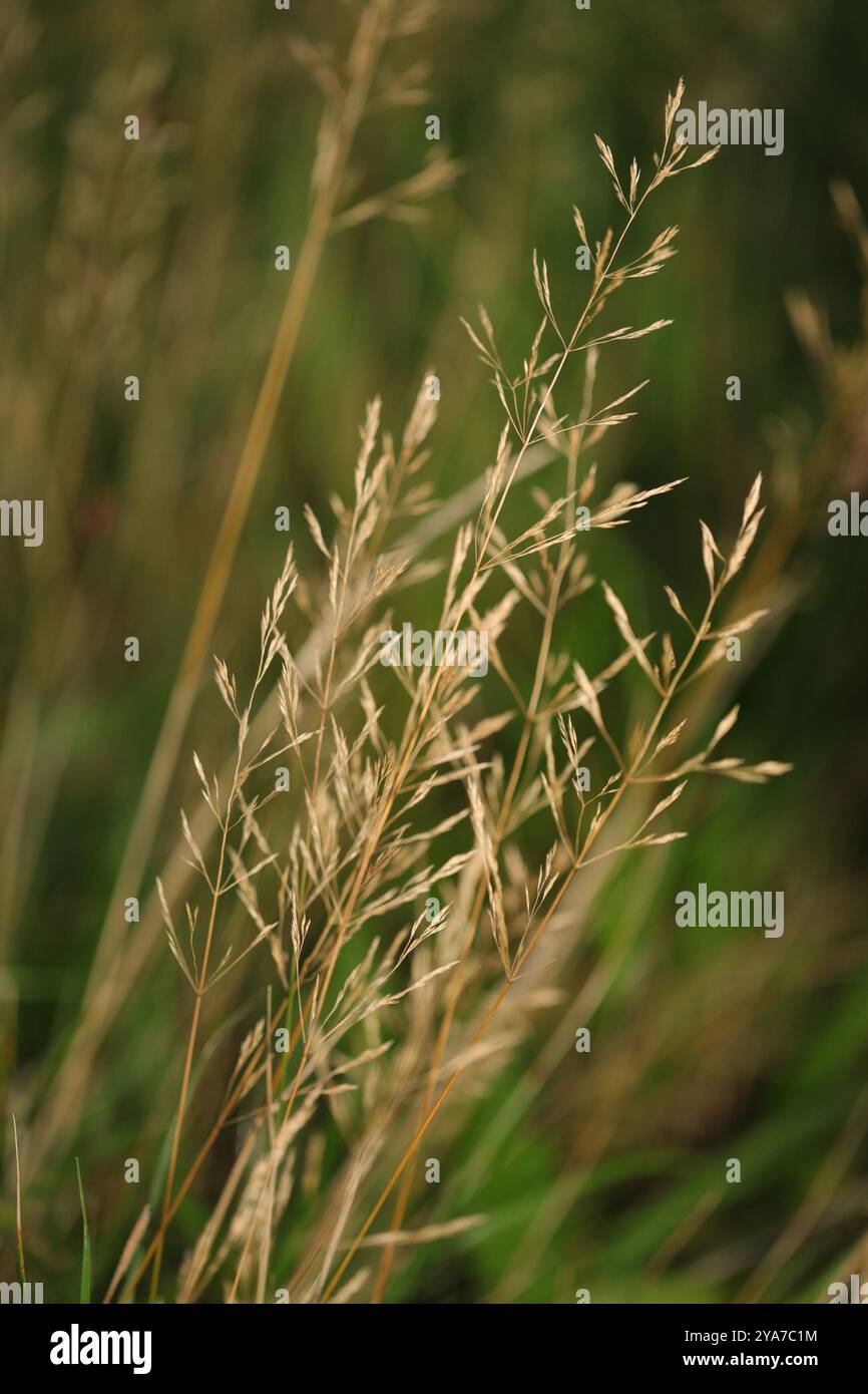 colonial bent (Agrostis capillaris) Plantae Stock Photo - Alamy