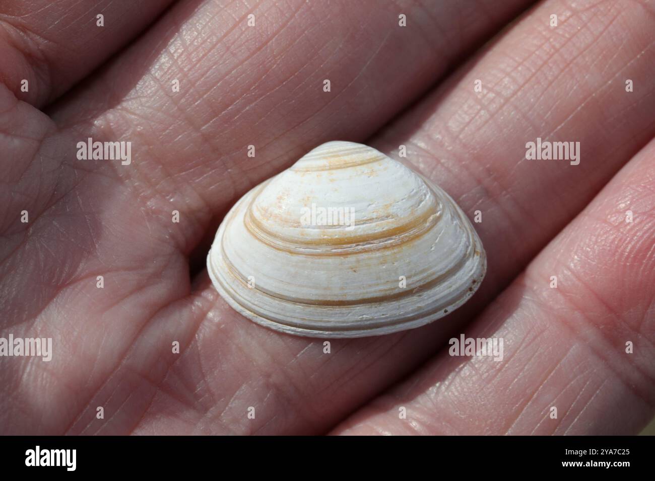 Elliptical Trough Shell (Spisula elliptica) Mollusca Stock Photo - Alamy