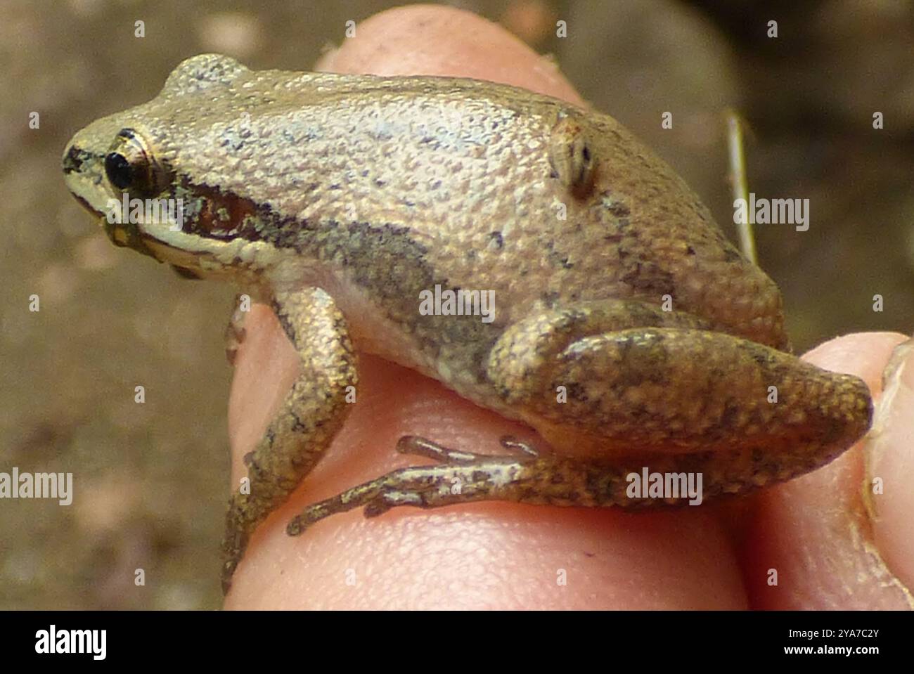Upland Chorus Frog (Pseudacris feriarum) Amphibia Stock Photo - Alamy