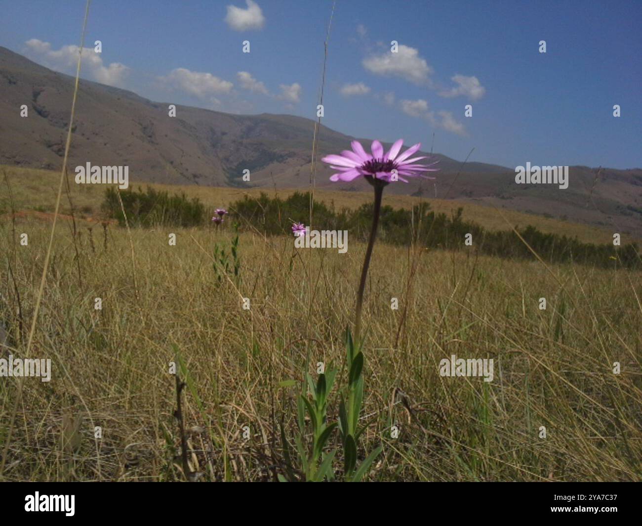 Dimorphotheca jucunda hi-res stock photography and images - Alamy