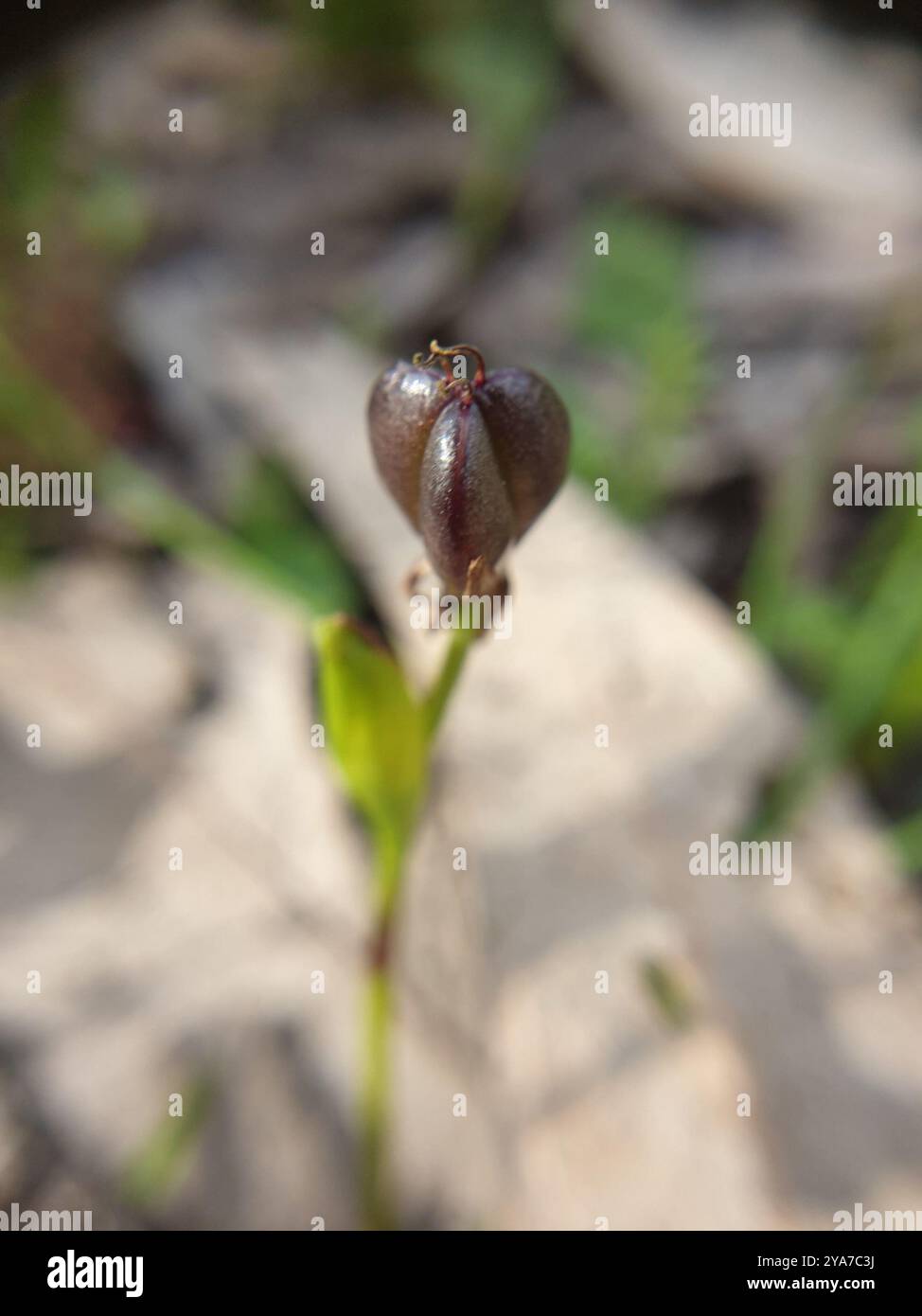 Early Nancy (Wurmbea dioica) Plantae Stock Photo - Alamy