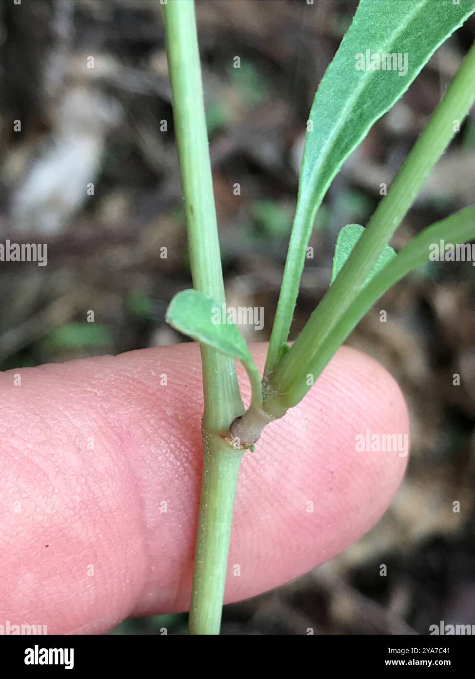 Narrowleaf Four o'Clock (Mirabilis linearis) Plantae Stock Photo - Alamy