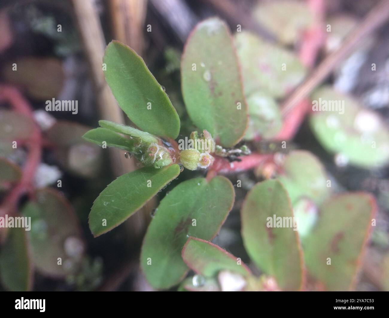 Spotted spurge (Euphorbia maculata) Plantae Stock Photo - Alamy