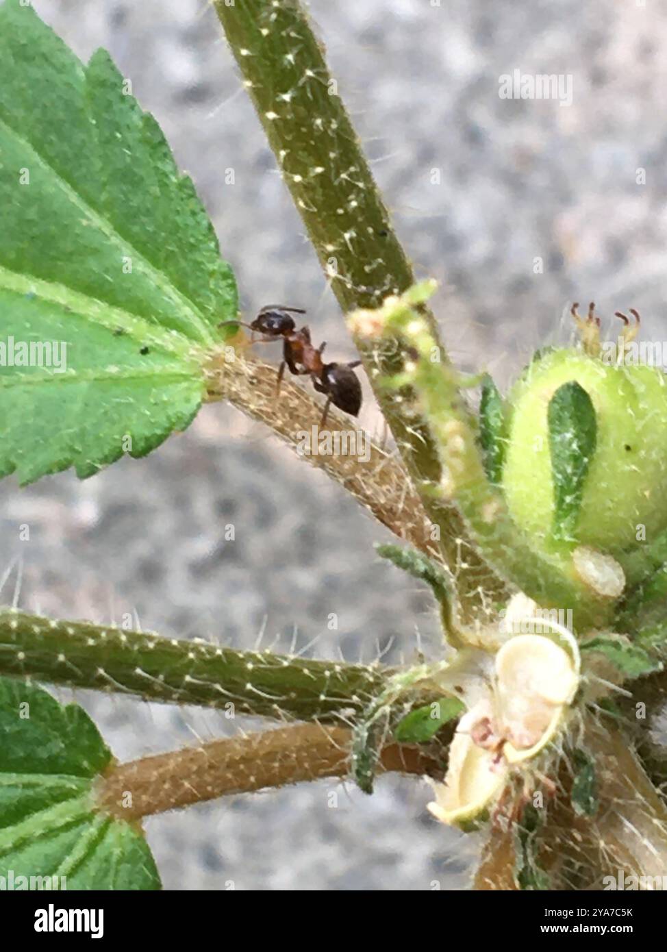 Lasius emarginatus hi-res stock photography and images - Alamy