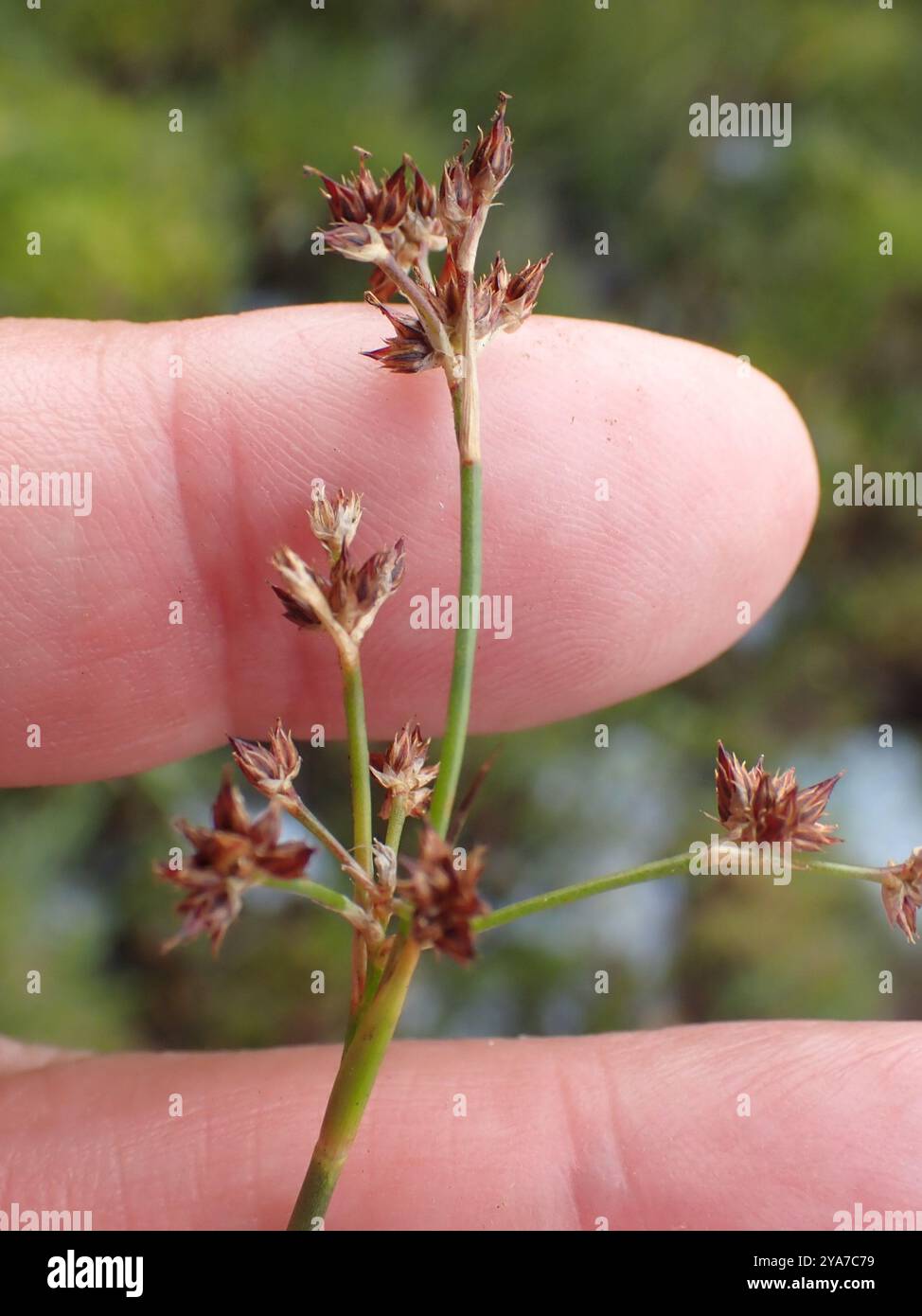 Sharp-flowered Rush (Juncus acutiflorus) Plantae Stock Photo - Alamy