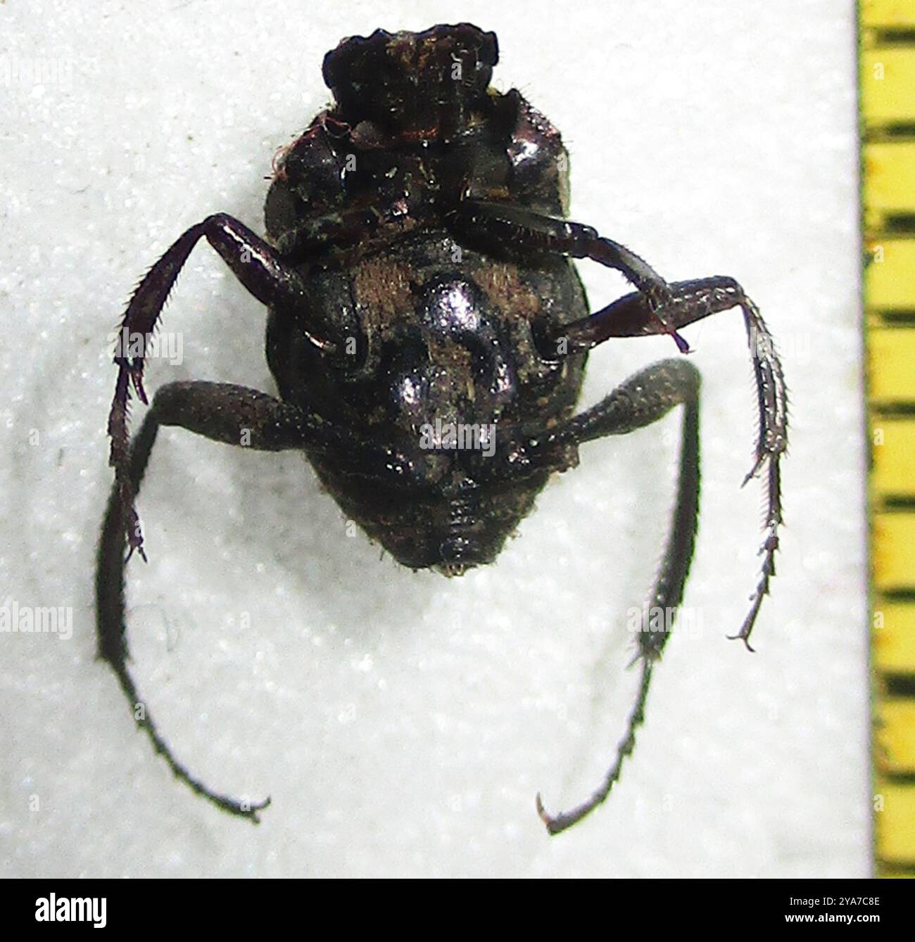 (Sisyphus sordidus) Insecta Stock Photo - Alamy