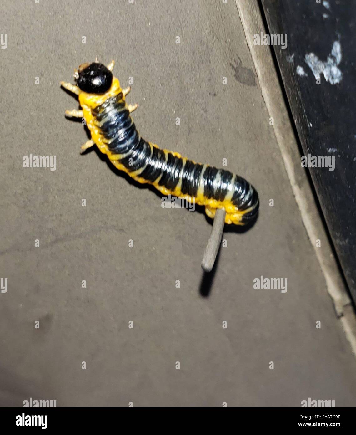 (Macremphytus tarsatus) Insecta Stock Photo - Alamy