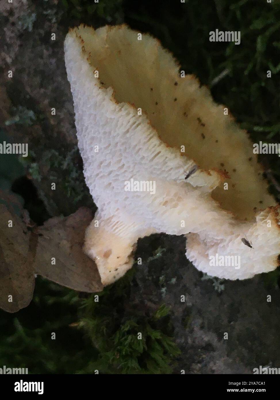 Polyporus tuberaster hi-res stock photography and images - Alamy