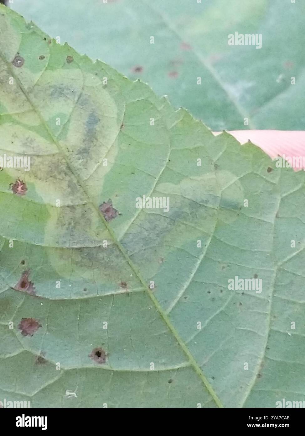 Pecan Leafminer Moth (Cameraria caryaefoliella) Insecta Stock Photo - Alamy