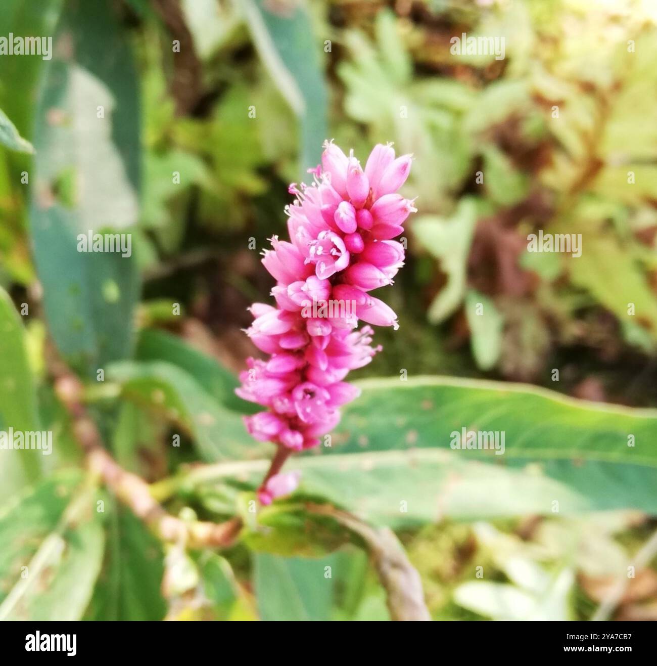 longroot smartweed (Persicaria amphibia emersa) Plantae Stock Photo - Alamy