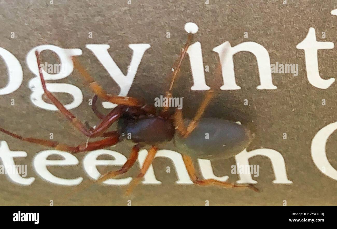 Broad-faced Sac Spider (Trachelas tranquillus) Arachnida Stock Photo ...