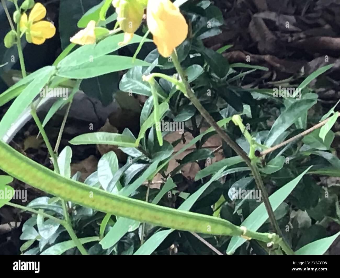 Coffee Senna (Senna occidentalis) Plantae Stock Photo - Alamy