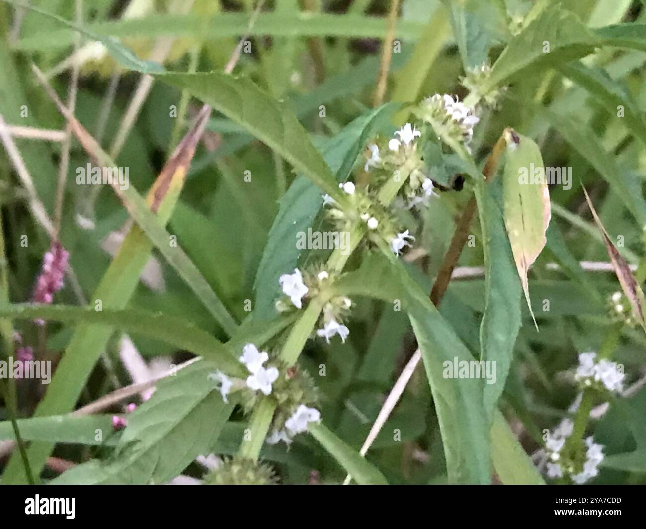 American bugleweed (Lycopus americanus) Plantae Stock Photo - Alamy