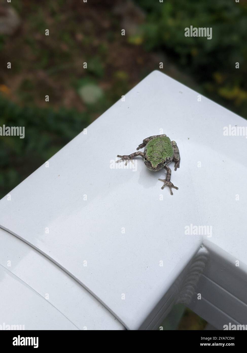 Cope's Gray Treefrog (Hyla chrysoscelis) Amphibia Stock Photo - Alamy