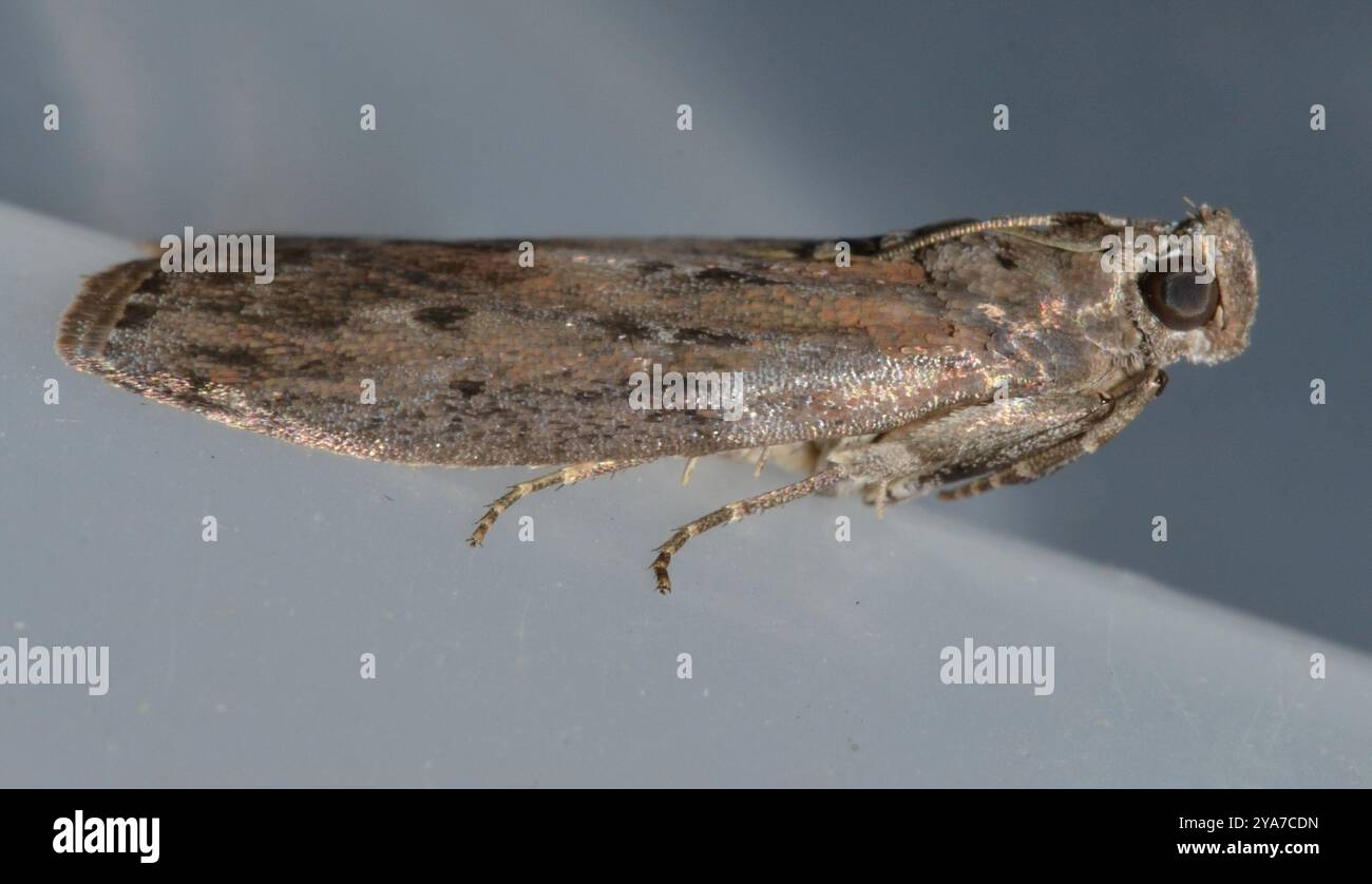 Black-spotted Leafroller Moth (Sciota virgatella) Insecta Stock Photo - Alamy