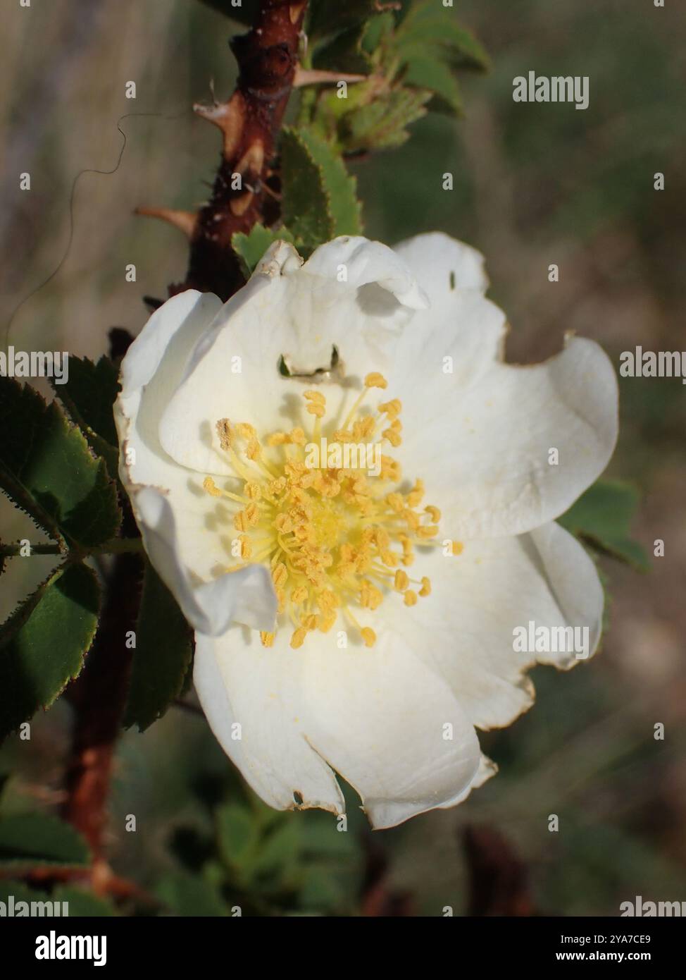 Burnet Rose (Rosa spinosissima) Plantae Stock Photo - Alamy