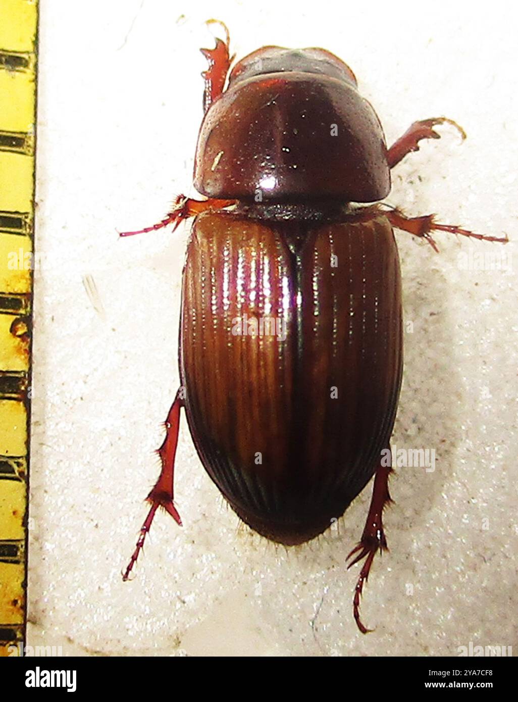 Small Dung Beetles (Aphodiinae) Insecta Stock Photo - Alamy