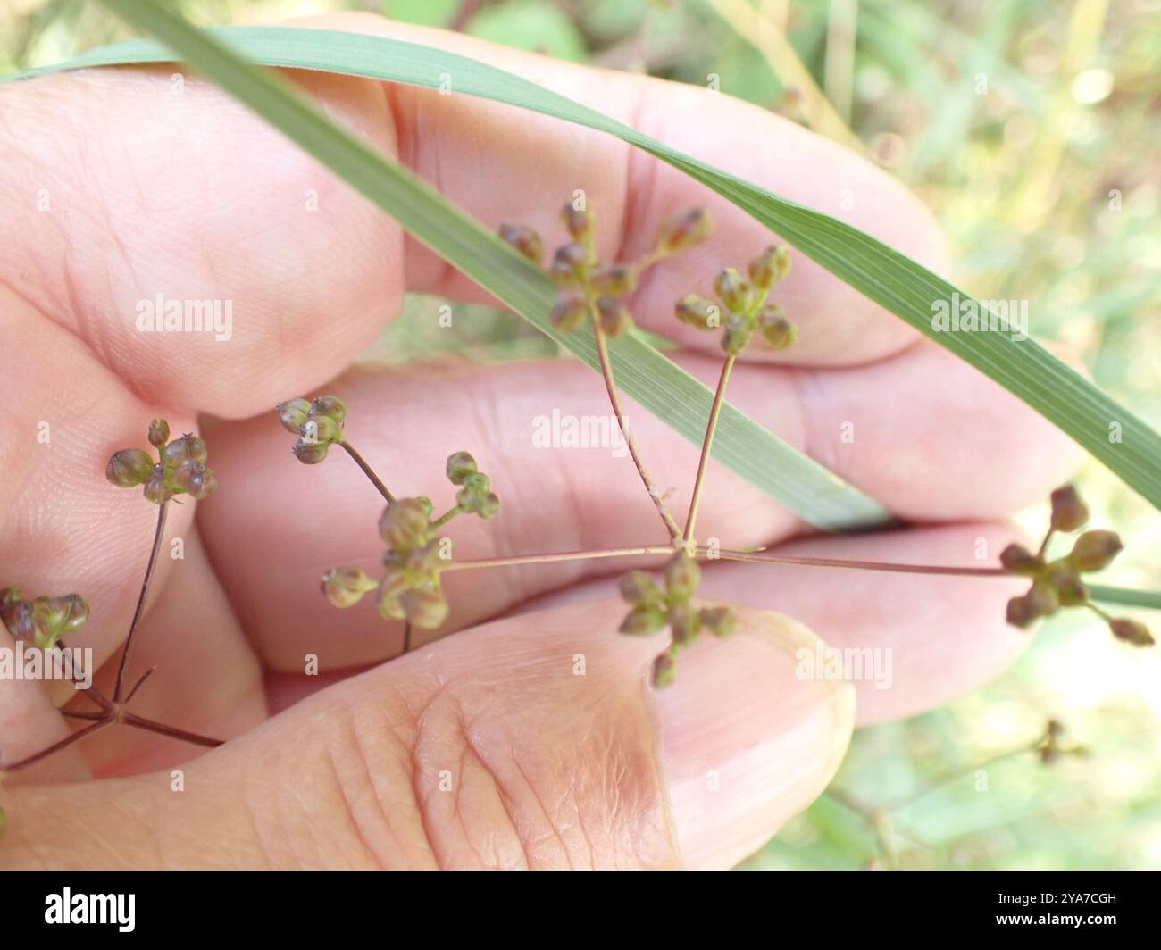 stone parsley (Sison amomum) Plantae Stock Photo - Alamy