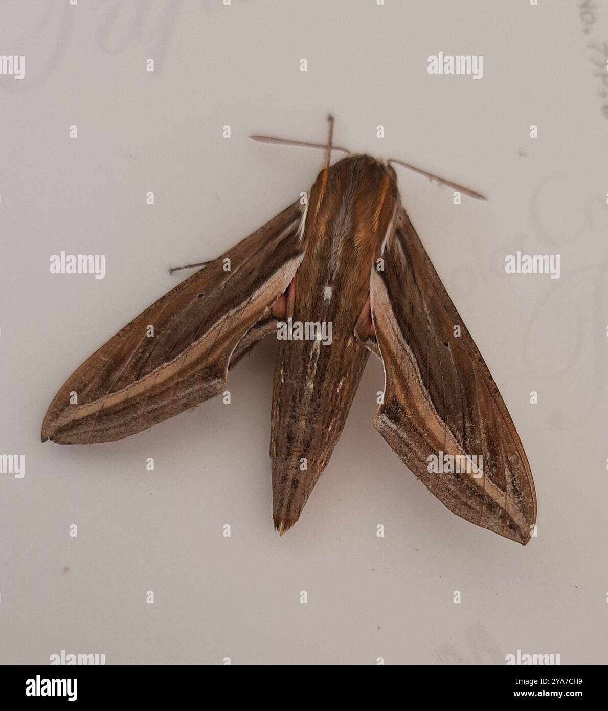 Vine Hawkmoth (Hippotion celerio) Insecta Stock Photo - Alamy