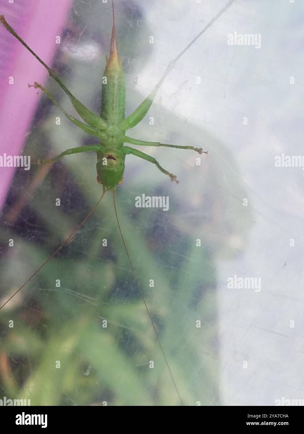 Common Meadow Katydids (Conocephalini) Insecta Stock Photo - Alamy