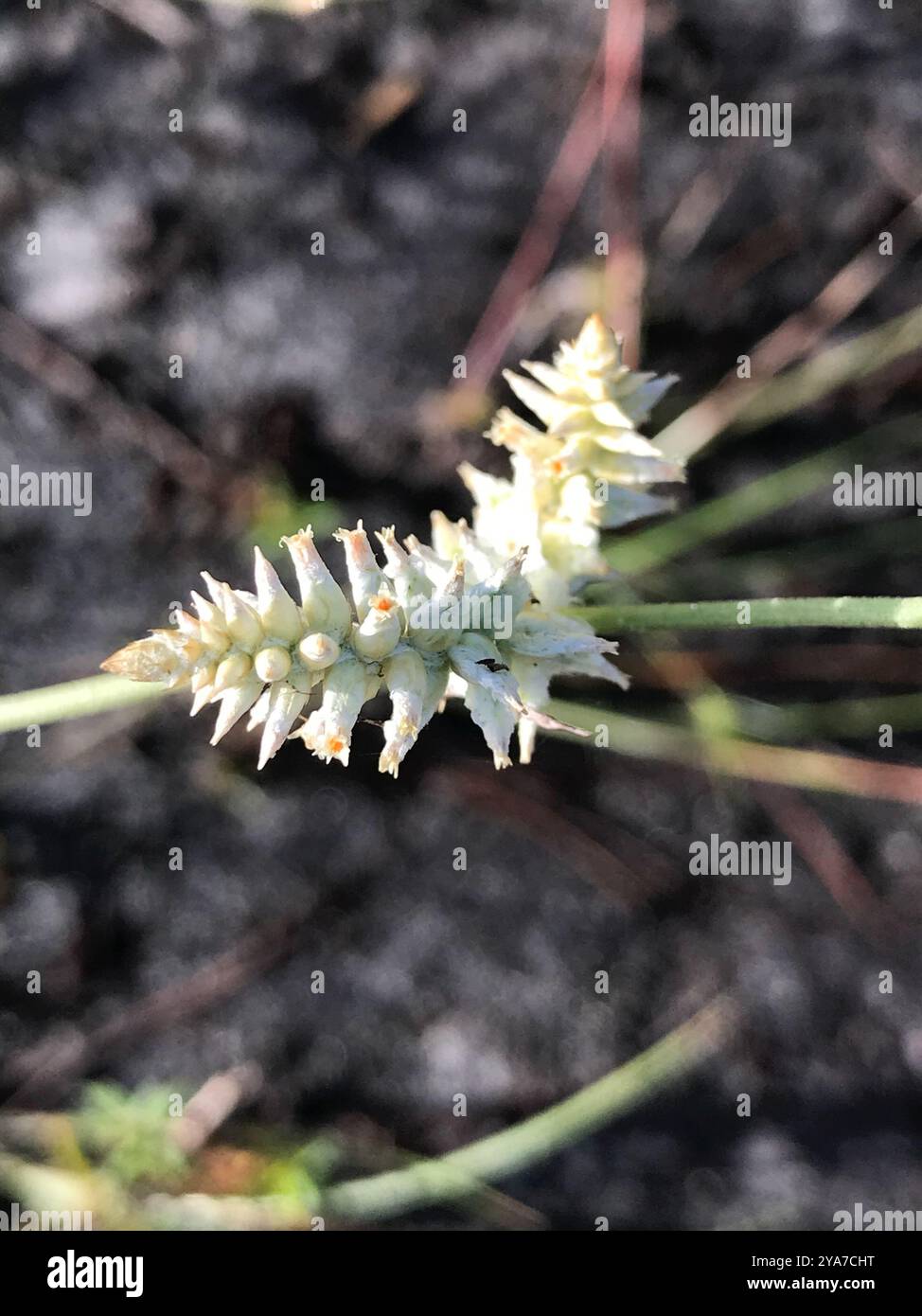 Plains Snakecotton (Froelichia floridana) Plantae Stock Photo - Alamy