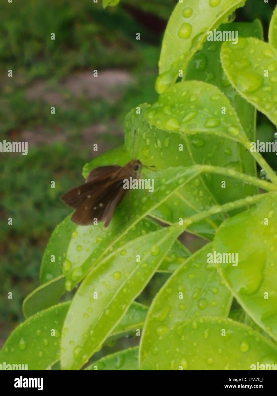 Three-spotted Skipper (Cymaenes tripunctus) Insecta Stock Photo - Alamy