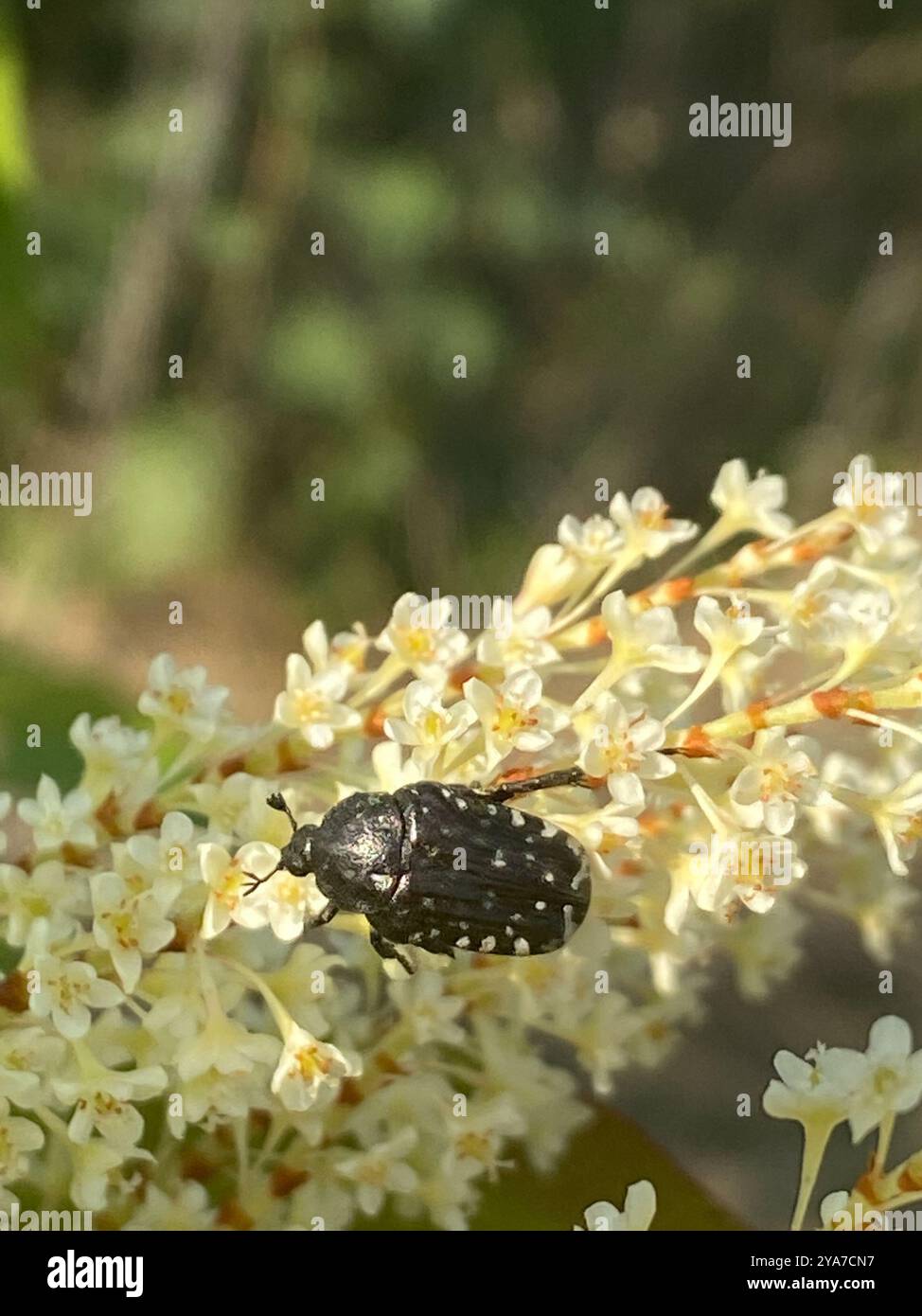Mediterranean Spotted Chafer (Oxythyrea funesta) Insecta Stock Photo ...