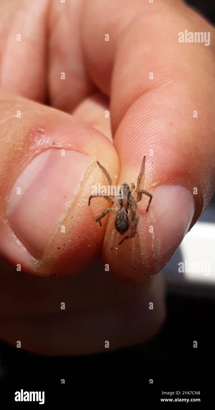 Fox Spiders (Alopecosa) Arachnida Stock Photo - Alamy