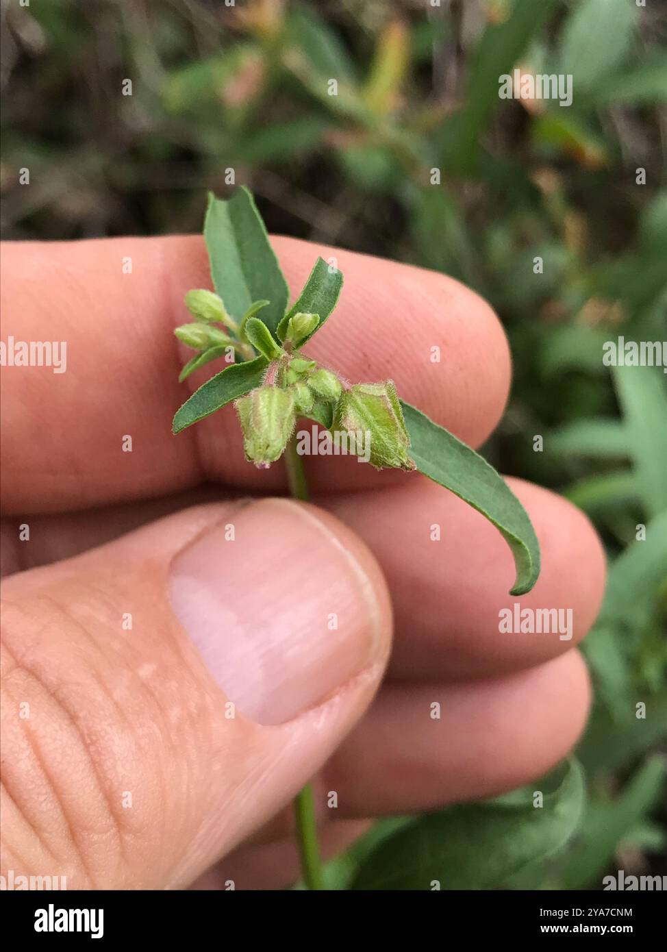 Narrowleaf Four o'Clock (Mirabilis linearis) Plantae Stock Photo - Alamy