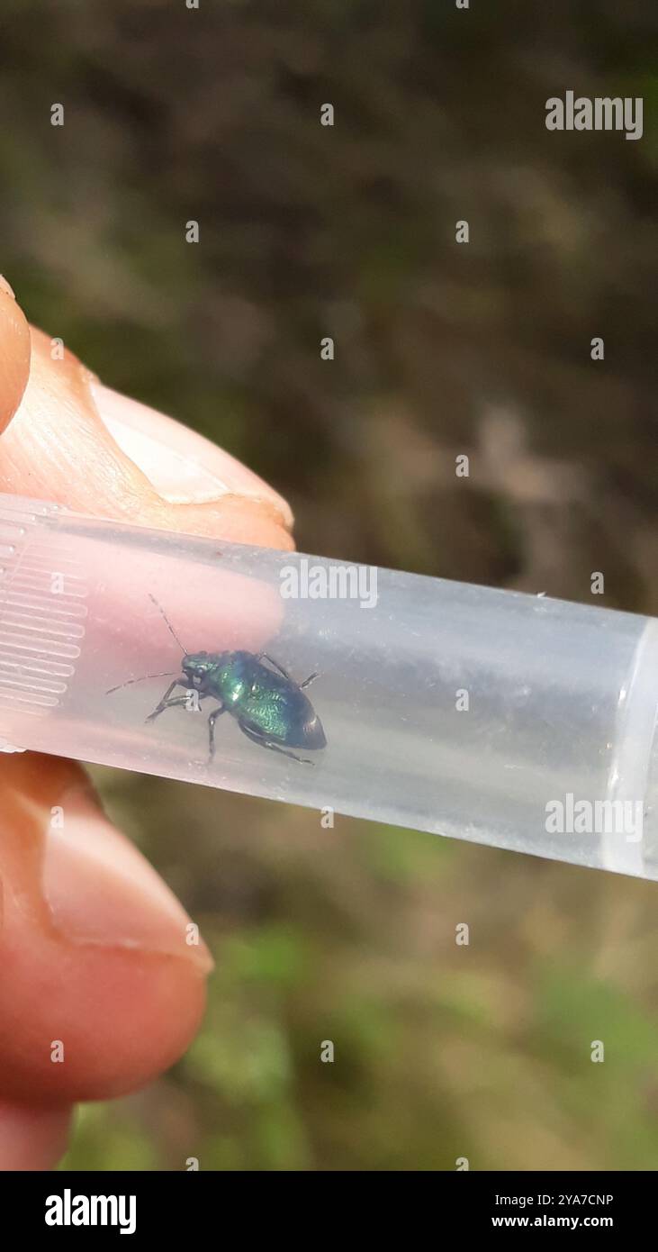 Blue Shield Bug (Zicrona caerulea) Insecta Stock Photo - Alamy