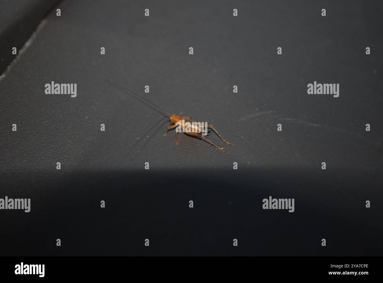 Brown Sword-tail Crickets (Anaxipha) Insecta Stock Photo - Alamy