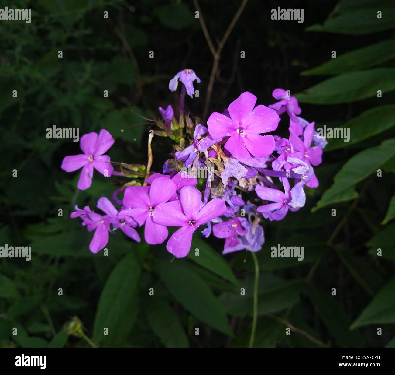 fall phlox (Phlox paniculata) Plantae Stock Photo - Alamy