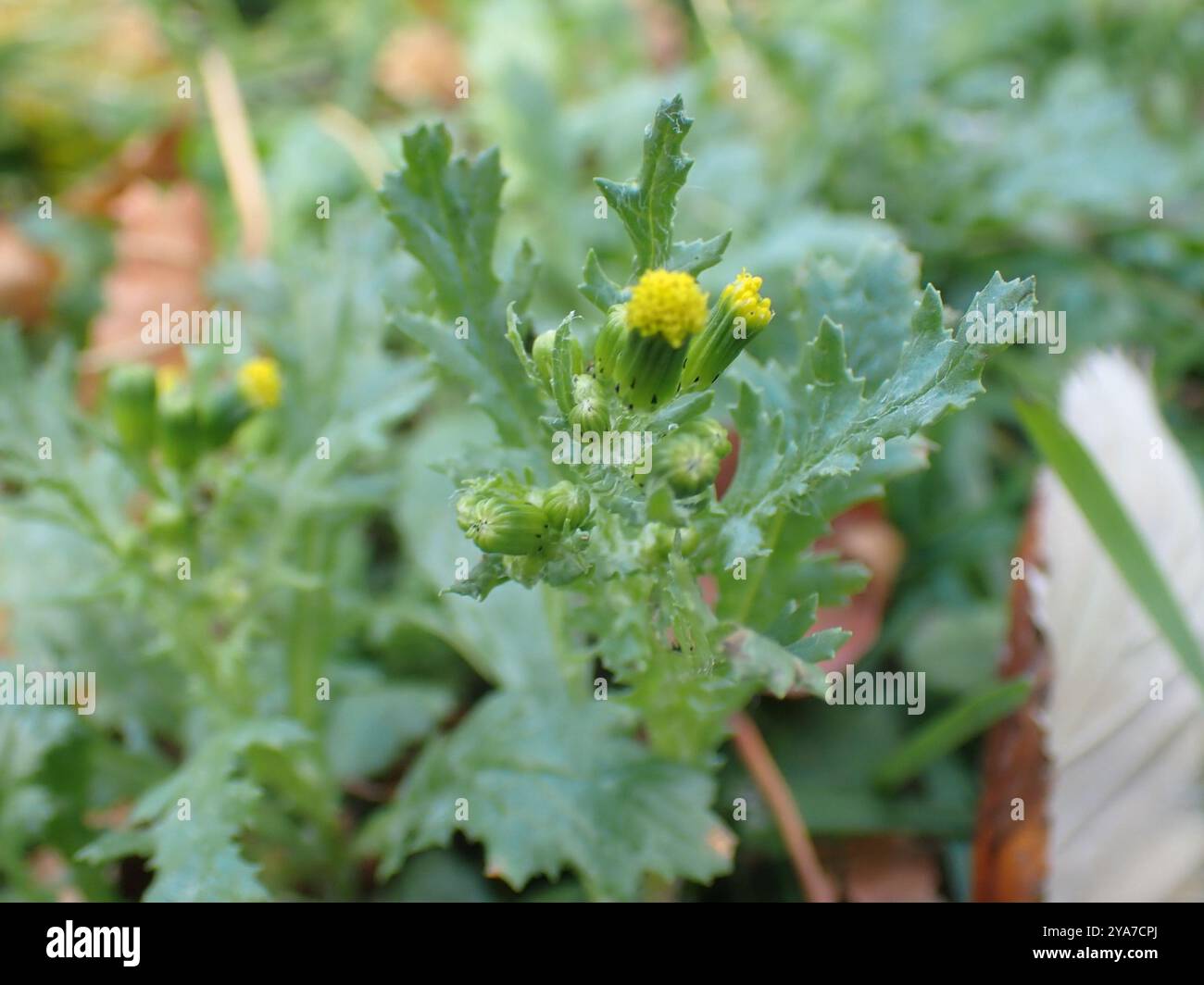 common groundsel (Senecio vulgaris) Plantae Stock Photo - Alamy
