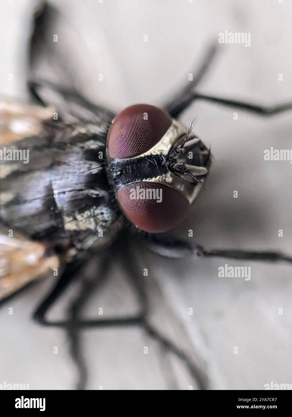 Common House Fly (Musca domestica) Insecta Stock Photo - Alamy