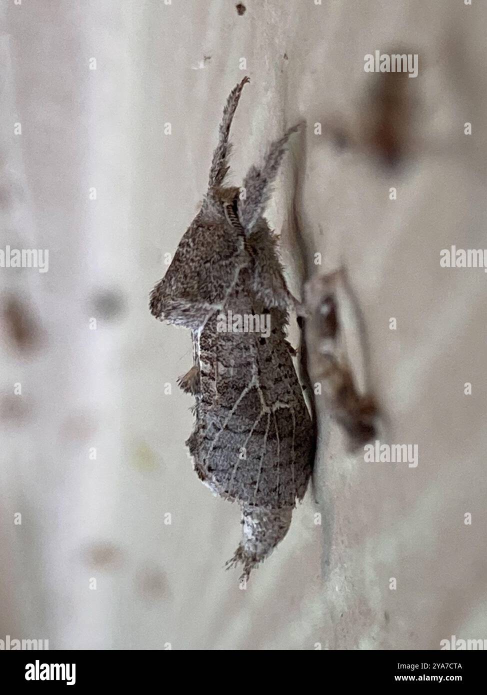 Anna Carpenterworm Moth (Givira anna) Insecta Stock Photo - Alamy