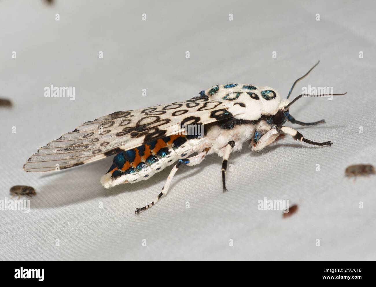 Giant Leopard Moth (Hypercompe scribonia) Insecta Stock Photo - Alamy