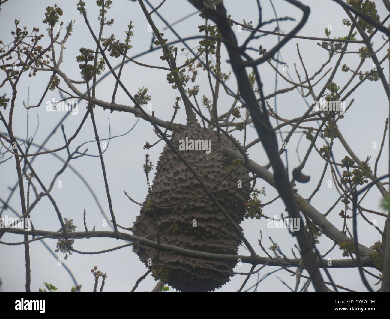 Camoati hi-res stock photography and images - Alamy