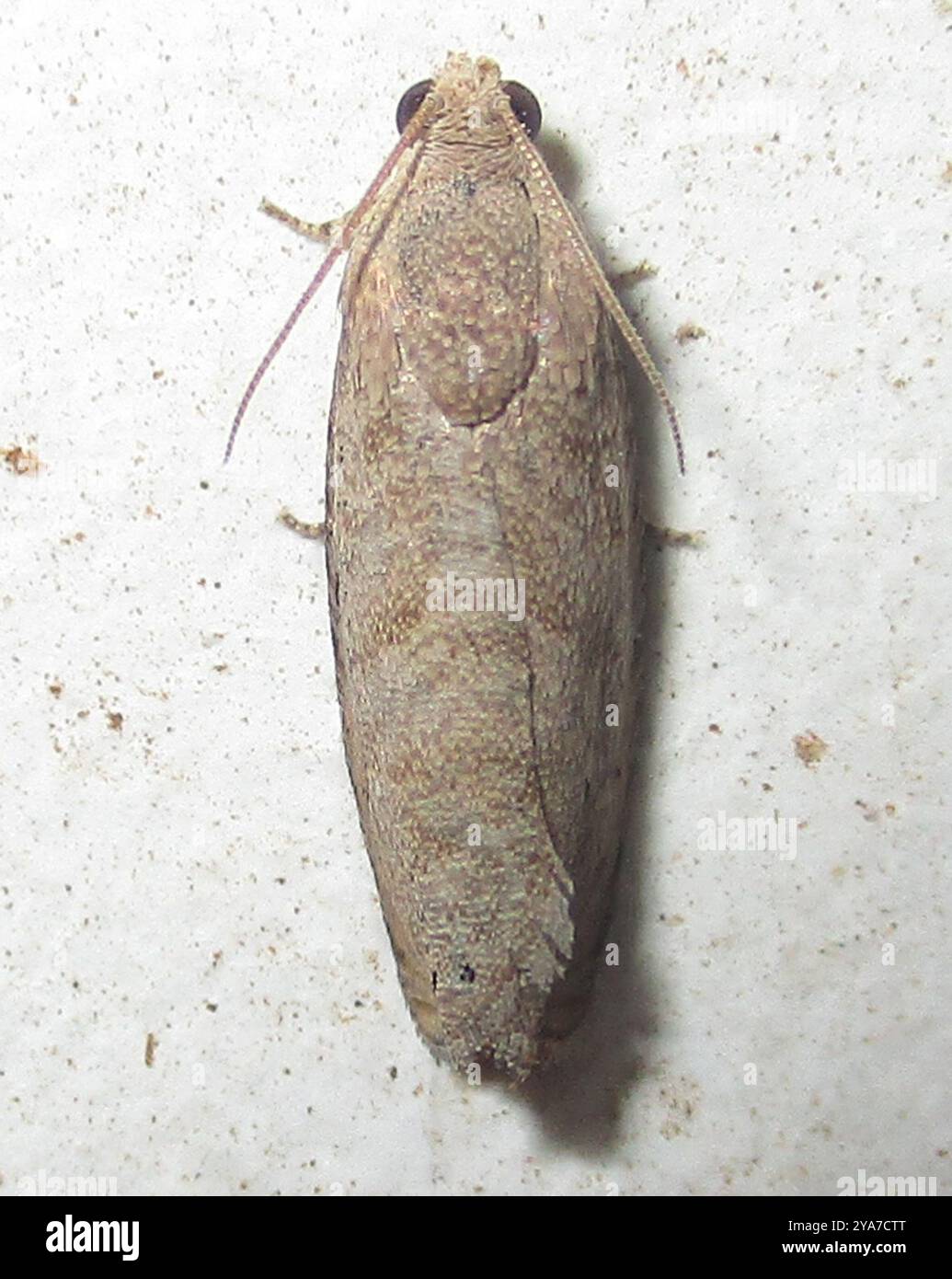 Butterflies and Moths (Lepidoptera) Insecta Stock Photo - Alamy