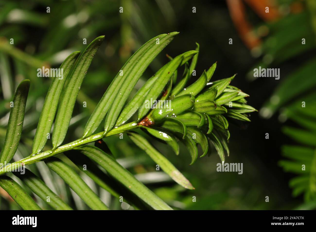 Artichoke Gall-midge (Taxomyia taxi) Insecta Stock Photo - Alamy