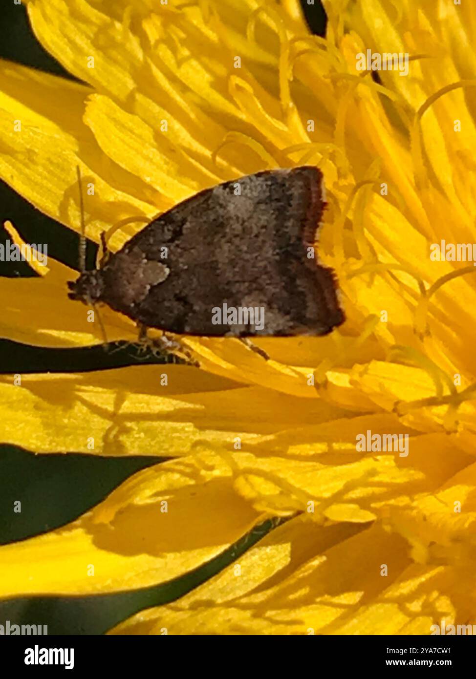 Apple Leaf Skeletonizer Moth (Choreutis pariana) Insecta Stock Photo ...