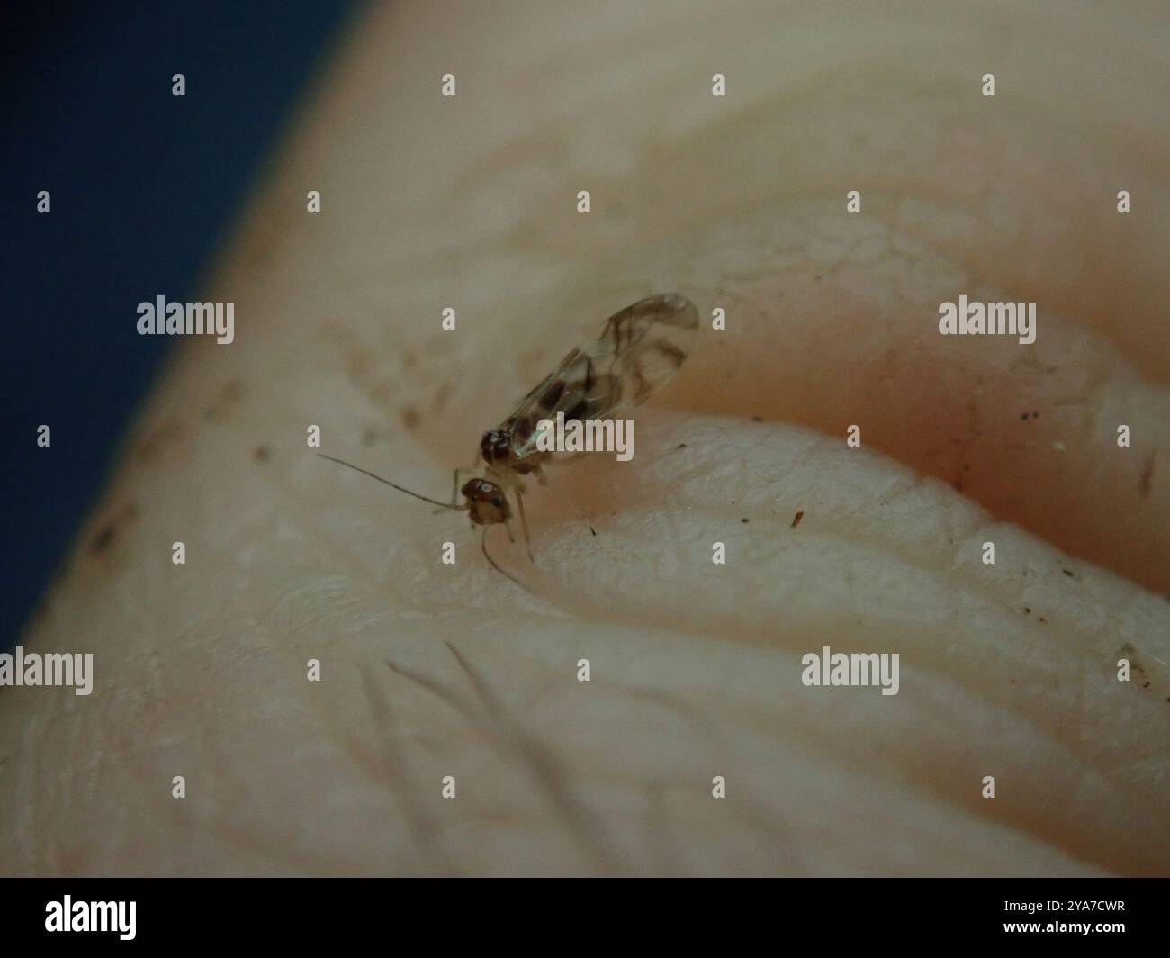 F-winged Barklouse (Graphopsocus cruciatus) Insecta Stock Photo - Alamy