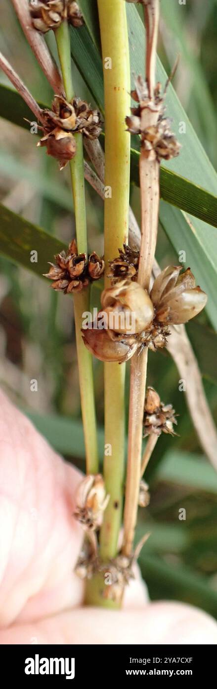 Spiny-headed Mat-rush (Lomandra longifolia) Plantae Stock Photo - Alamy