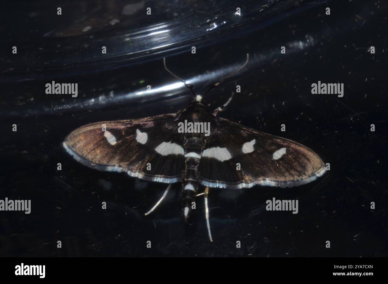 Grape Leafroller Moth (Desmia maculalis) Insecta Stock Photo - Alamy