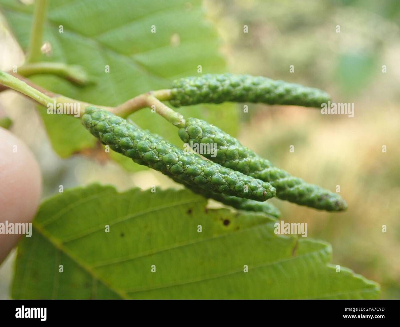 Red Alder (Alnus rubra) Plantae Stock Photo - Alamy